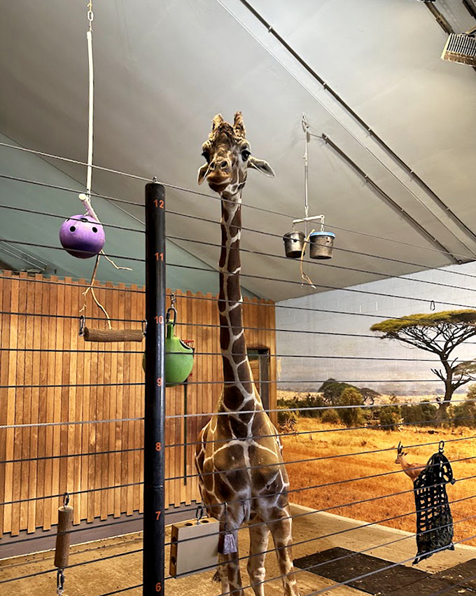 Reaching new heights! This giraffe demonstrates the zoo's commitment to enrichment with strategically placed feeding opportunities.