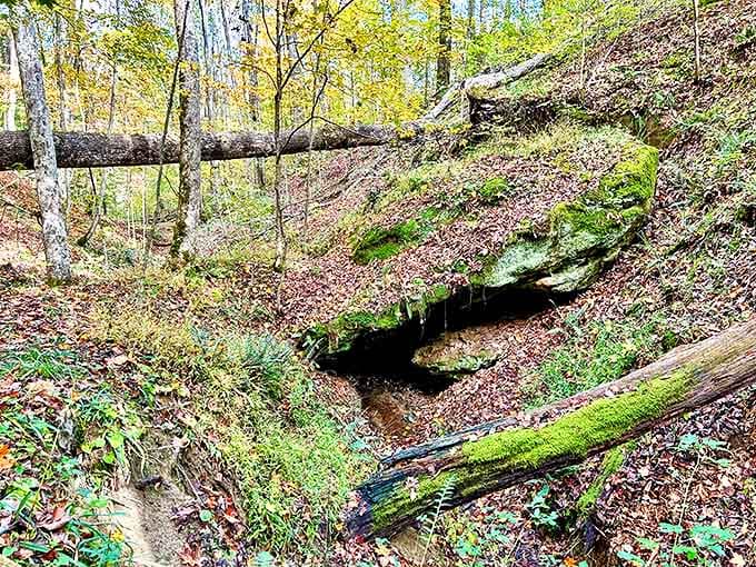 Nature's artistry on display &ndash; moss-covered rocks and trickling water create a miniature ecosystem worth exploring up close.