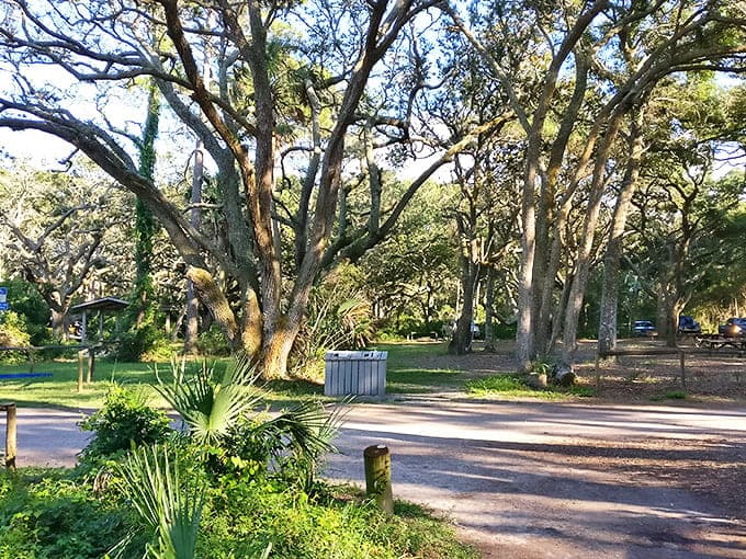 These ancient oaks have seen centuries of visitors come and go. They're not impressed by your Instagram followers.