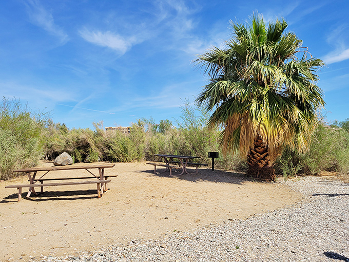Desert picnicking perfected, where palm trees provide shade and every sandwich comes with a side of spectacular views.