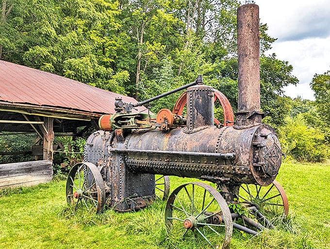 This rusty behemoth once revolutionized farming with its steam-powered might. Now it rests in retirement, a mechanical dinosaur from the industrial age.