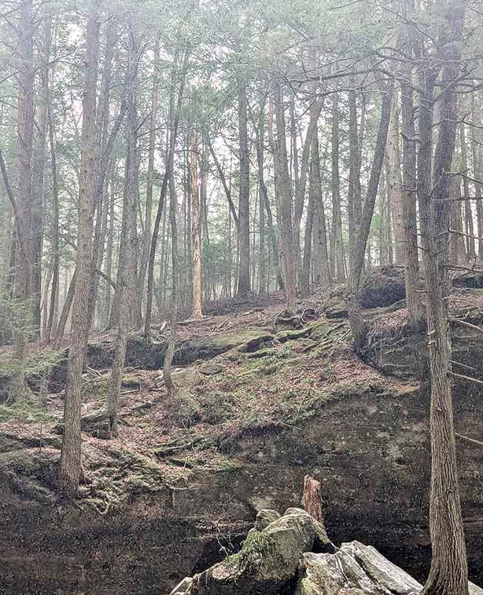 Misty mornings transform Hocking Hills into an enchanted forest where every dripping leaf holds a universe of detail.