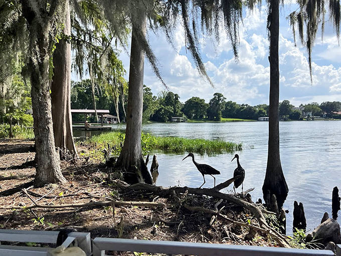 Graceful herons stand sentinel along the shoreline, barely acknowledging the passing boats as they've done for decades.