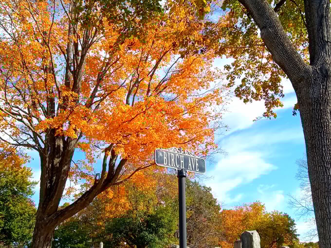 Fall's fiery display creates a stunning backdrop for Birch Avenue, where nature's temporary beauty complements the permanent artistry of stone.