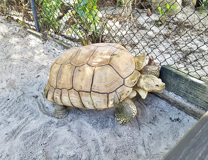 "I've been here since dinosaur times and I'm not impressed by your selfie stick," thinks this ancient tortoise at the wildlife exhibit.