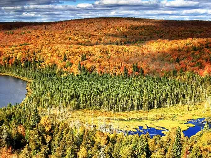 When autumn decides to show off, it really commits to the performance, turning the forest into a color explosion that makes your eyes happy.