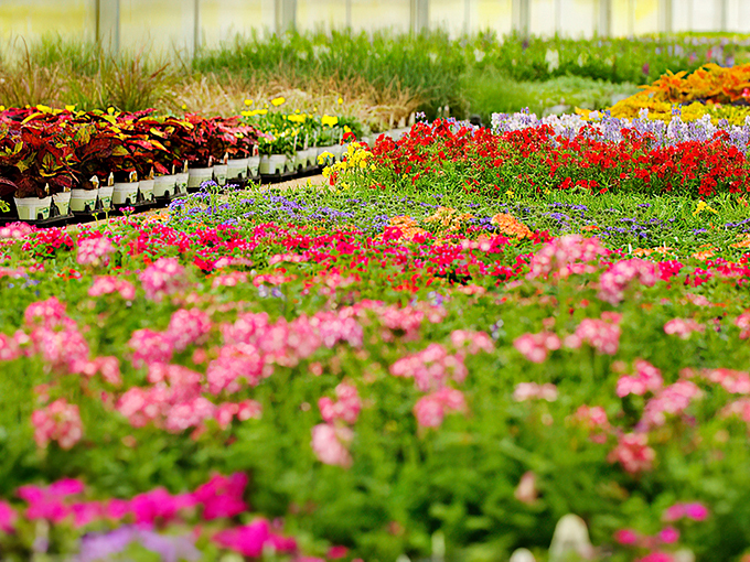 Flower power in full force! It's like the 60s, but with better landscaping. 