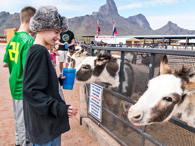 Donkey see, donkey do! These long-eared locals are masters of the meet-and-greet, always ready for a chin scratch and a snack.