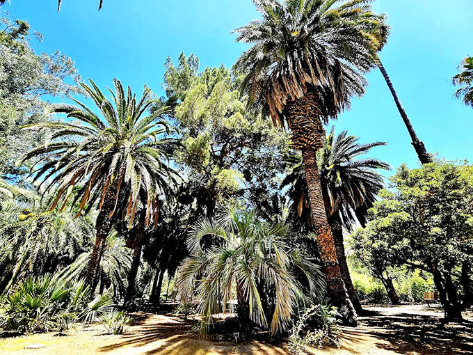 Palm trees in Arizona? It's like finding a surfer dude at a cowboy convention &ndash; unexpected, but somehow it just works!