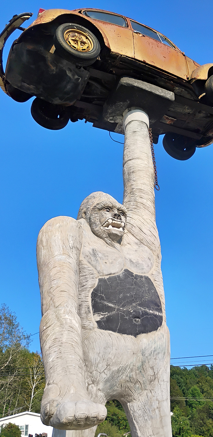 From this angle, you can almost hear the gorilla saying, "Look what I found in the parking lot!"