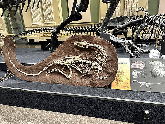The Coelophysis skeleton reveals the sleek, agile build of early theropods &ndash; proof that not all dinosaurs were lumbering giants.
