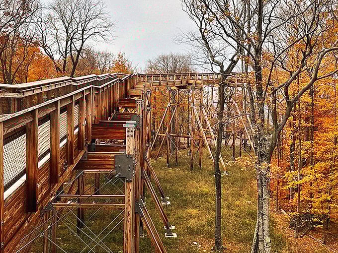 A wooden walkway winds through autumn foliage &ndash; nature's version of a red carpet, minus the paparazzi and uncomfortable shoes.