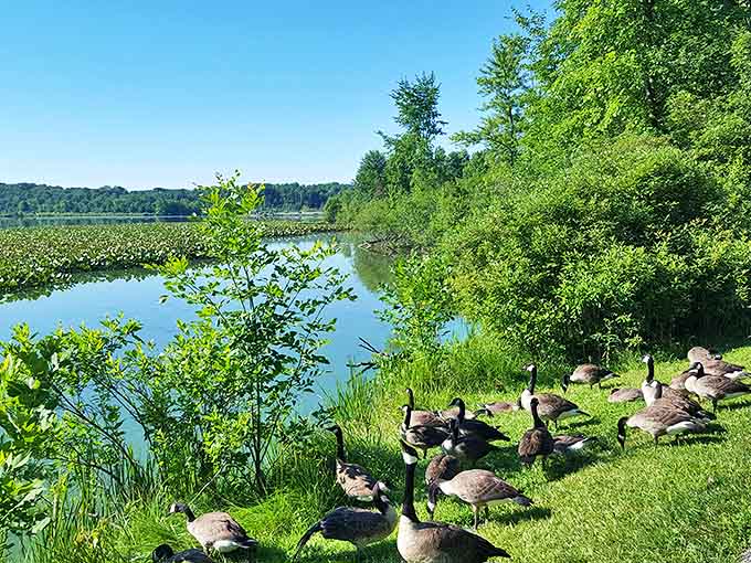 The local goose committee holds their morning meeting, likely discussing bread quality and human behavior improvement strategies.