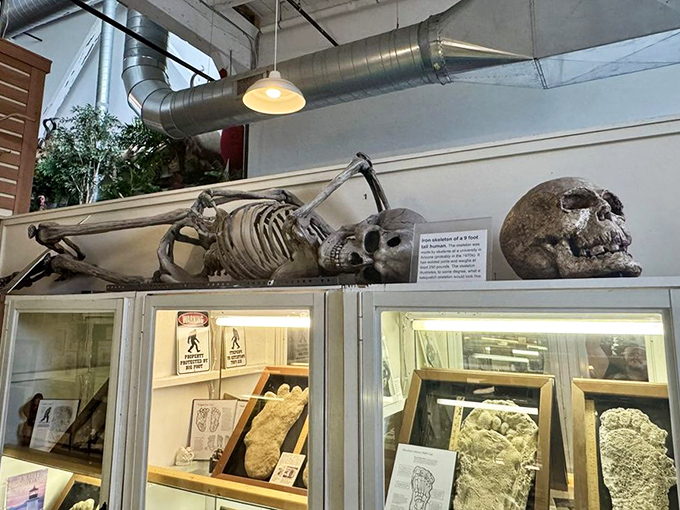 A skeletal display reminds visitors that beneath every legend might lie anatomical reality &ndash; or perhaps an elaborate hoax.