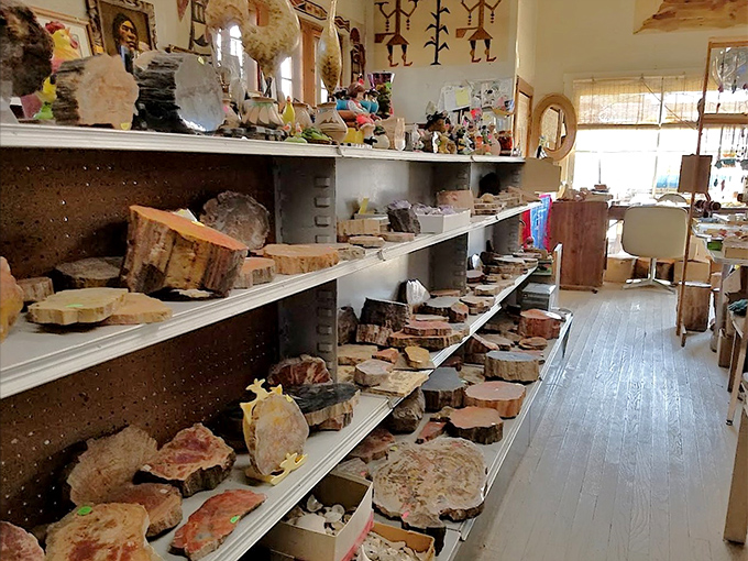 Wooden shelves groan under the weight of history, each petrified slab telling a 200-million-year-old story.