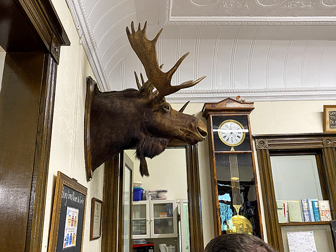 Large Moose Head: This stoic woodland ambassador watches over international relations with a permanently surprised expression, as if shocked by his diplomatic posting.