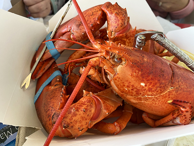 Nature's perfect package &ndash; a whole Maine lobster, steamed to bright red perfection, ready for its butter bath.