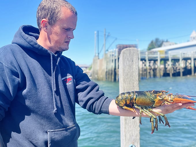 A moment of Maine magic: a freshly caught lobster displays its vibrant colors before becoming someone's unforgettable seafood dinner.
