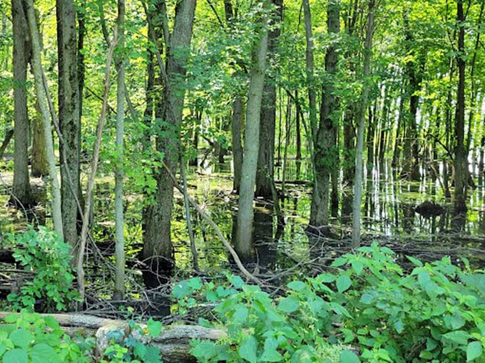 A wetland wonderland where trees seem to dance on tiptoe through their own reflections.