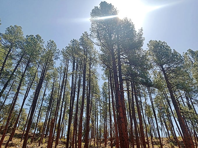 Water's patient artistry revealed in profile, the bridge's graceful curve suggesting that even stone can flow when given enough time.