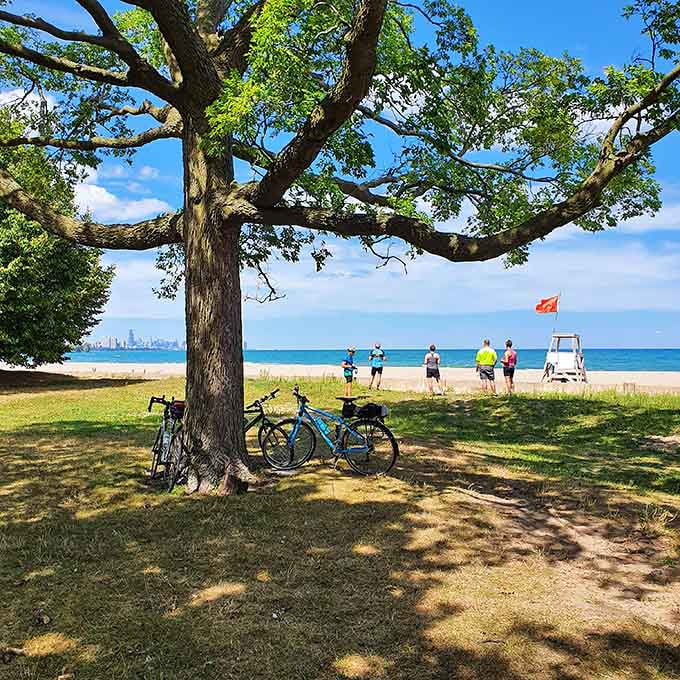 Cyclists pause under sprawling branches where lake breezes meet tree shade, proving that the best rest stops don't need vending machines.