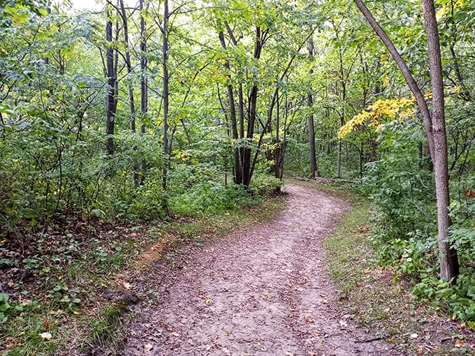 The path winds downward through the forest like nature's own invitation to explore, promising discoveries around every tree-lined bend.