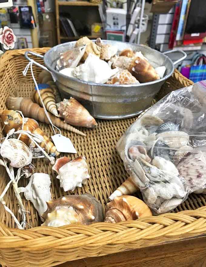 These seashells have traveled from distant shores to become your next coastal-chic decorating statement, no beach house required for the aesthetic.