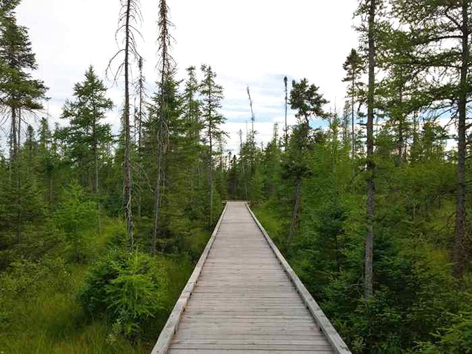 This wooden boardwalk through Lake Carmi's wetlands feels like walking through the pages of a nature documentary.