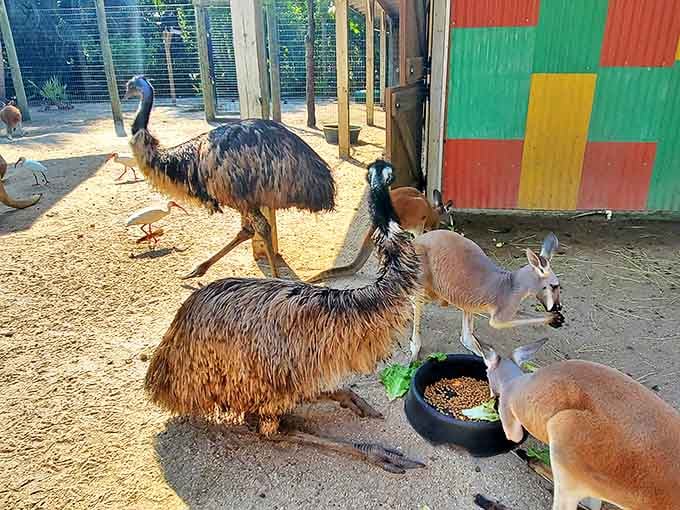 Australia meets Florida in this delightful menagerie. The emus look like they're planning something, while the kangaroos are just happy to be included.