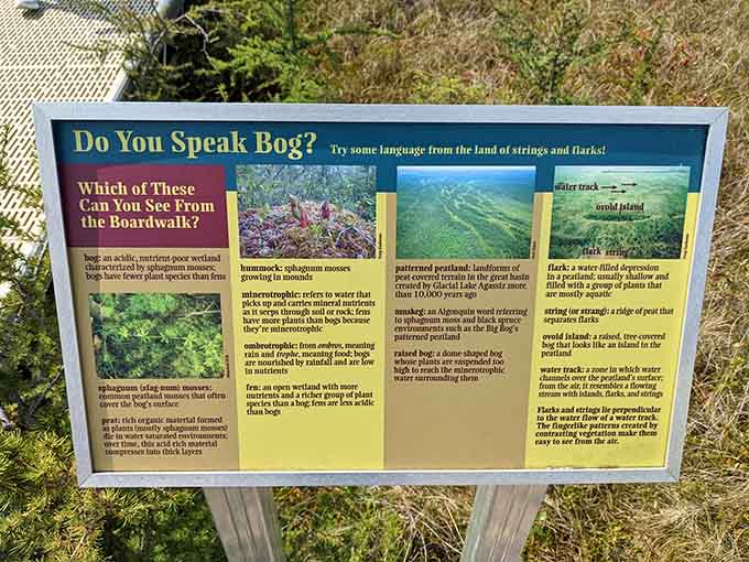 Educational signs teach you to speak bog, because every ecosystem deserves its own language and dialect.