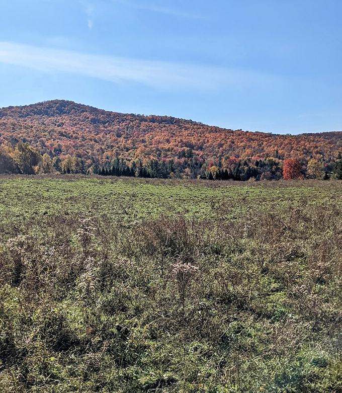 Rolling meadows stretch toward tree-covered hills, creating that quintessential Vermont landscape that painters have tried to capture for centuries.