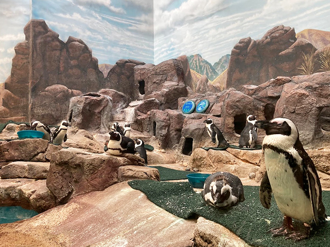 Penguins waddle and play in their rocky habitat, bringing Antarctic charm to the heart of Minnesota.