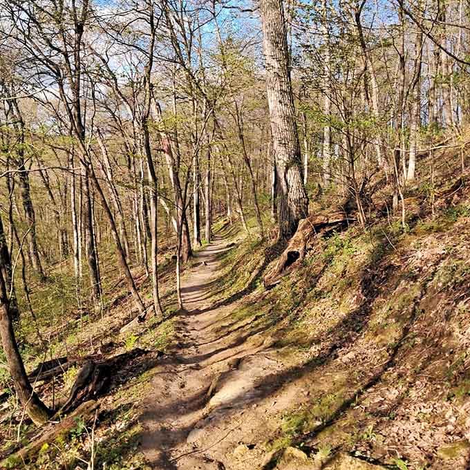 Sunlight dapples this winding forest path, creating a golden invitation to adventure that's impossible to resist.