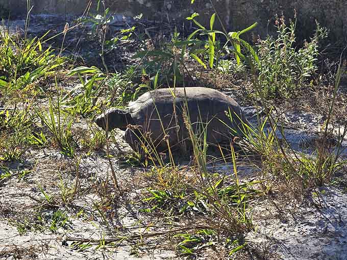 This gopher tortoise has been perfecting the art of slow travel since before GPS was invented.
