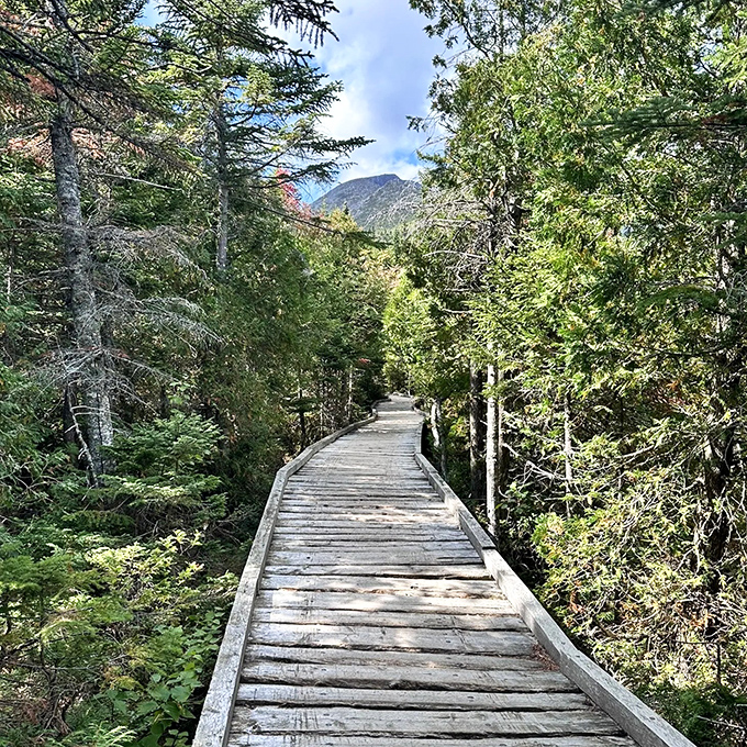 Nature's boardroom meeting: A wooden path through verdant forest where the only agenda is connecting with Maine's pristine wilderness.