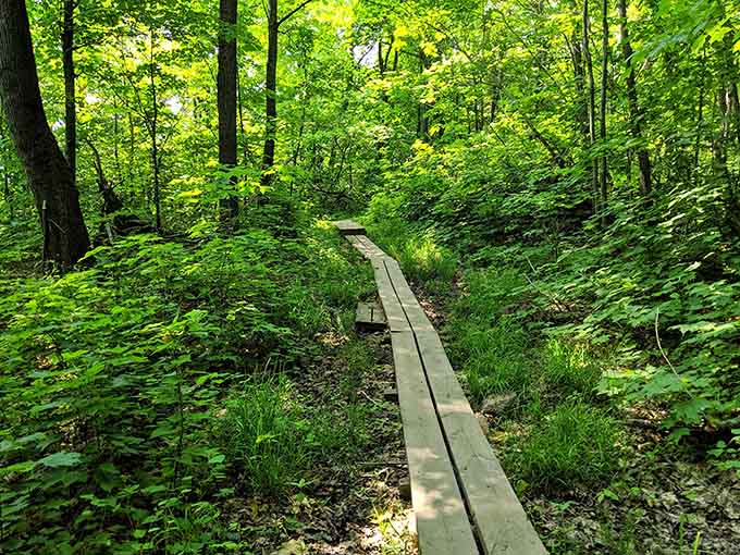 This wooden boardwalk section proves that even hiking trails can have good manners, keeping your feet dry while you walk through paradise.