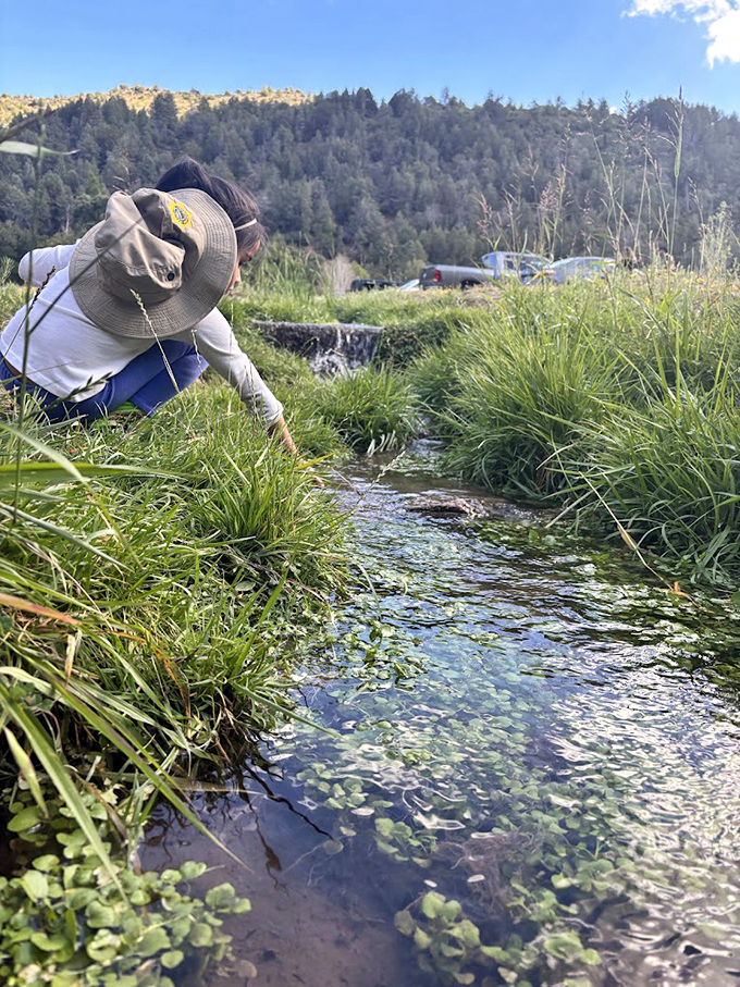Forget the office water cooler! This babbling brook is nature's own gossip central, whispering secrets of the ages to curious hikers.