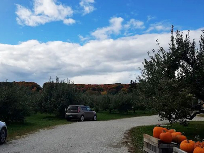 The orchard's pastoral setting offers a momentary escape from modern life, where apple trees and blue skies replace screens and schedules.