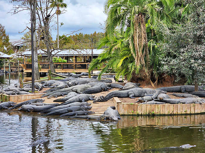 The reptilian residents of Gatorland bask in the Florida sun, piled so densely you can barely see the water beneath their armored bodies.