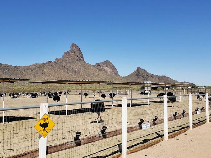 Ostriches with a view! These feathered fashionistas strut their stuff against nature's perfect backdrop&mdash;talk about free-range with flair.