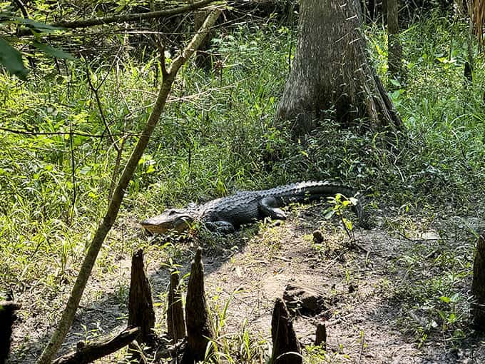 Alligators sun themselves along the creek banks, reminding visitors that this is their home and we're just passing through on their good graces.