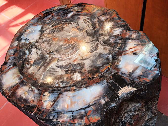 Wood that witnessed dinosaurs, transformed by time and minerals into a kaleidoscope of colors that defies its ancient origins.