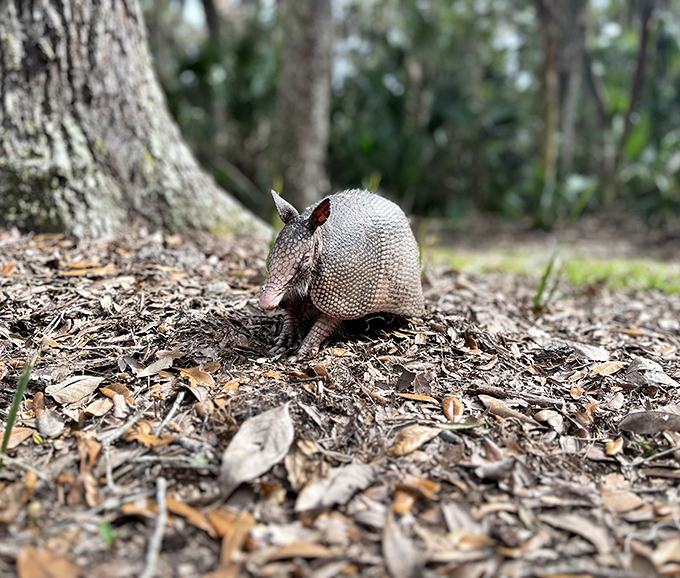 Florida's armored residents! This little armadillo doesn't need a ticket to enjoy the park's natural wonders.