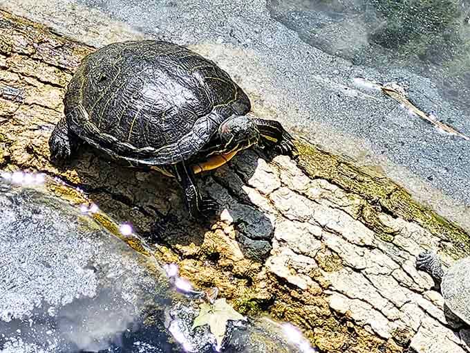 Nature's sunbather strikes the perfect pose on driftwood, demonstrating the fine art of reptilian relaxation in the afternoon light.