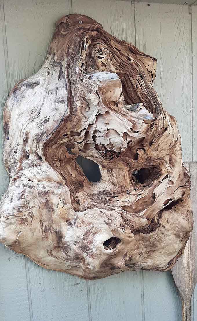 Driftwood transformed into art, because sometimes the lake knows exactly what shape something should be before humans get involved.
