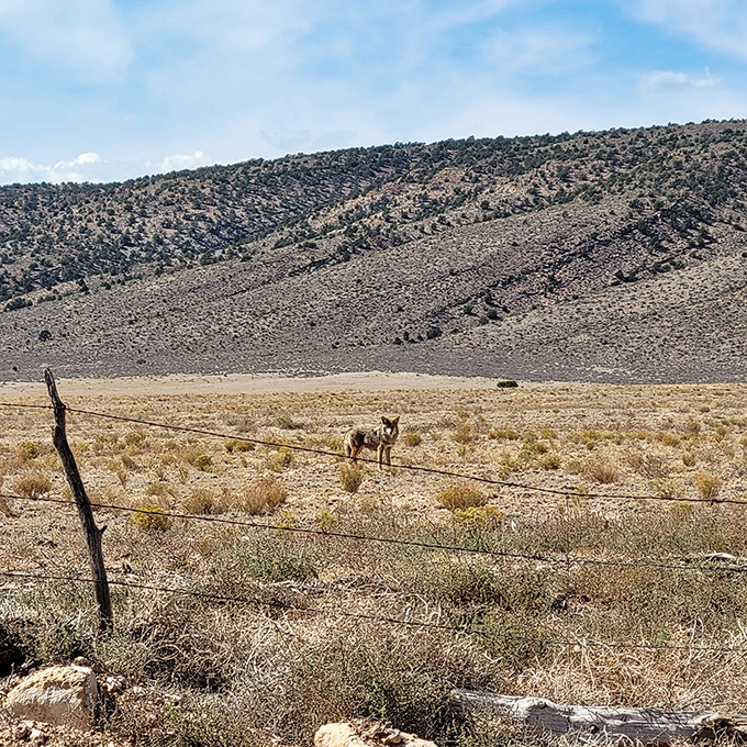Desert dwellers keeping watch, this coyote's ancestors have witnessed geological changes we can barely comprehend.