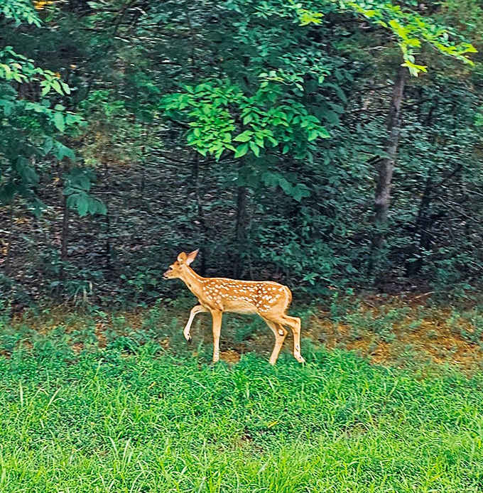 "Excuse me, did you make a reservation?" This spotted resident pauses mid-stride, offering that perfect wildlife moment photographers dream about.