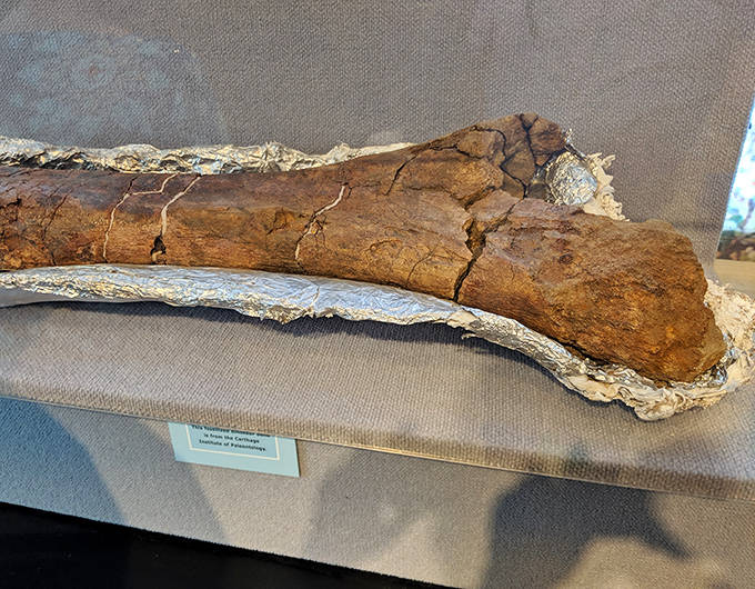 This fossilized limb bone, cracked and weathered by time, once supported a creature that walked Earth millions of years before humans existed.