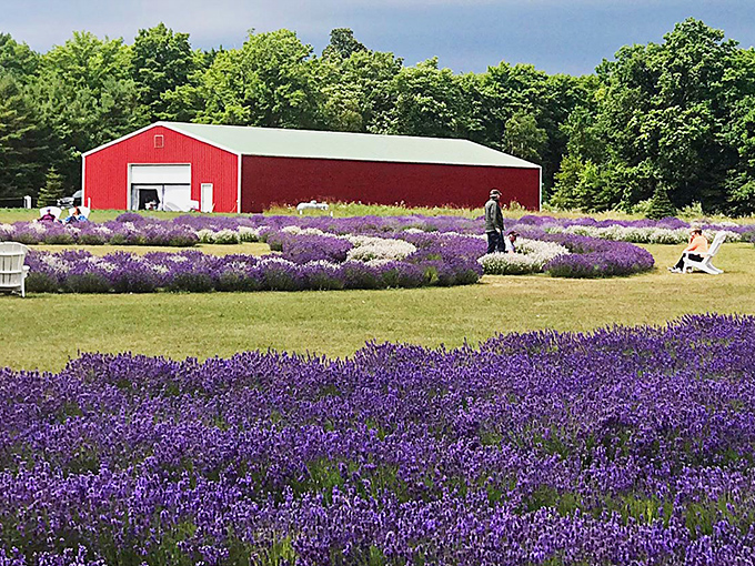 Fields of lavender create a purple haze that would make Jimi Hendrix proud &ndash; the perfect backdrop for that "I'm living my best life" moment.