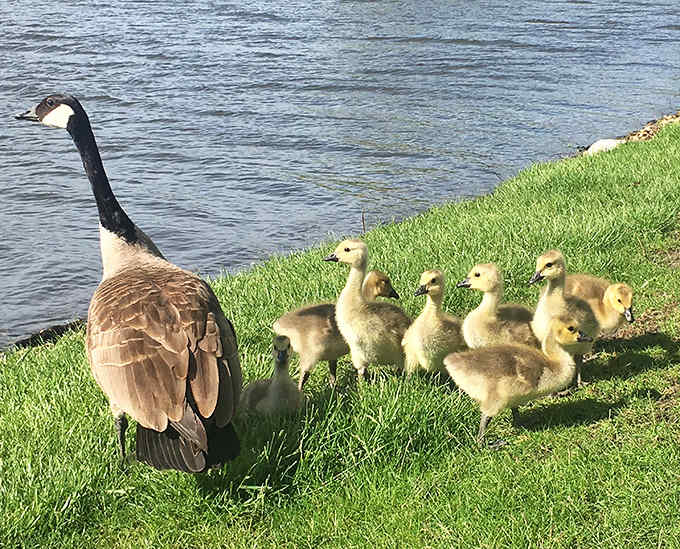 Nature's most dedicated parents &ndash; this Canada goose family parade showcases wilderness thriving just minutes from suburban life.